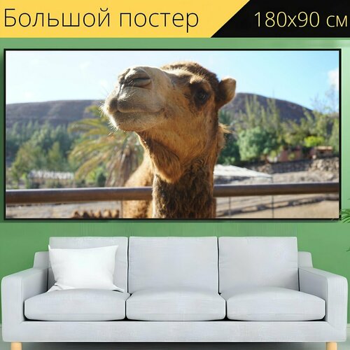Большой постер "Верблюд, животное, фуэртевентура" 180 x 90 см. для интерьера