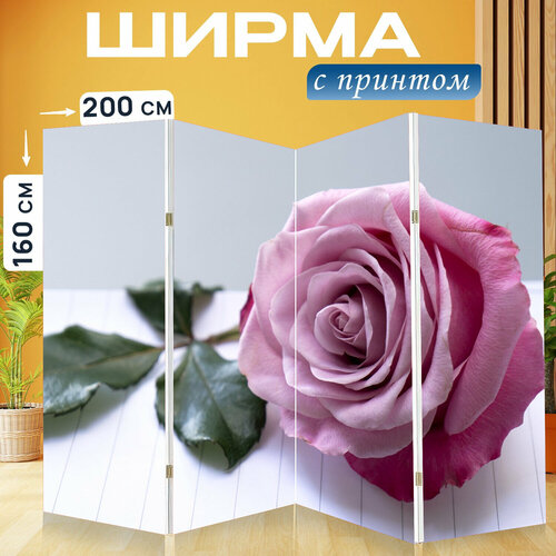Ширма перегородка с принтом "Чувствовать, роза, розовый фиолетовый" на холсте - 200x160 см. для зонирования, раскладная