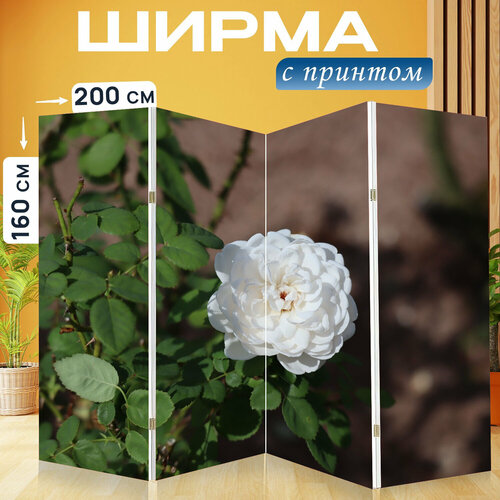 Ширма перегородка с принтом "Природные, цветы, роуз" на холсте - 200x160 см. для зонирования, раскладная