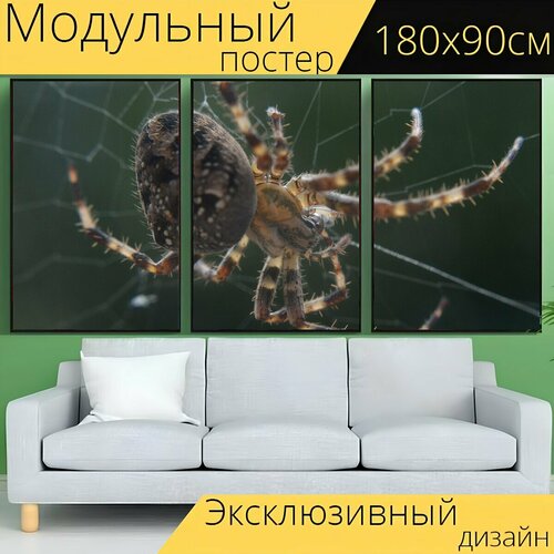 Модульный постер "Паук, сеть, сад паук" 180 x 90 см. для интерьера