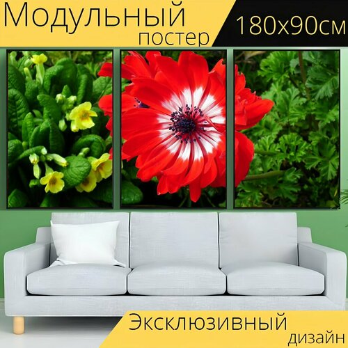 Модульный постер "Анемон, цветы, красный" 180 x 90 см. для интерьера