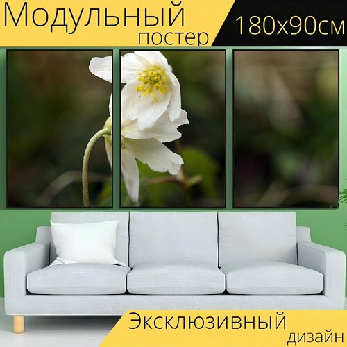 Модульный постер "Анемон, весна, цветок" 180 x 90 см. для интерьера