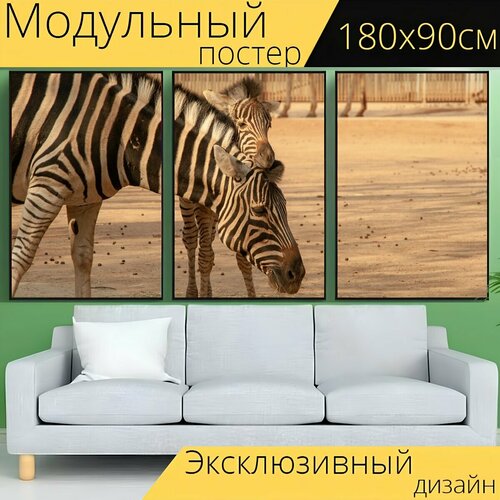 Модульный постер "Зебра, животное, зоопарк" 180 x 90 см. для интерьера