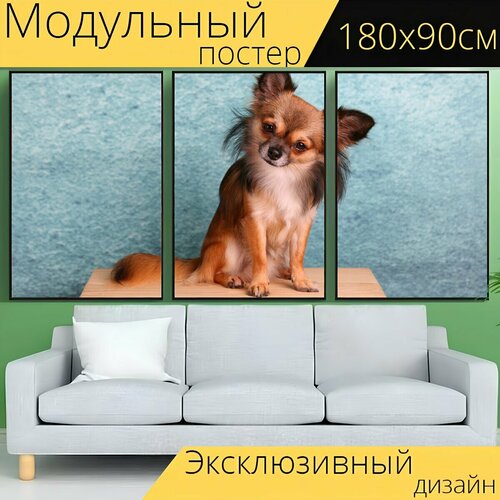 Модульный постер "Чиуауа, собака, небольшой" 180 x 90 см. для интерьера