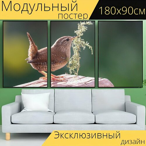 Модульный постер "Крапивник, птица, древесина" 180 x 90 см. для интерьера