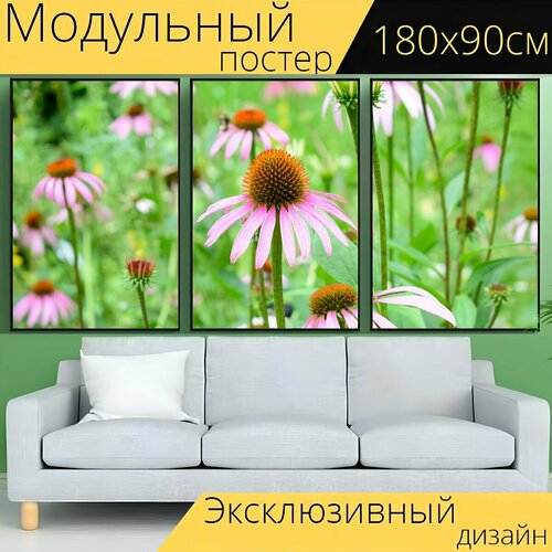 Модульный постер "Эхинацея, цветок, травяной" 180 x 90 см. для интерьера