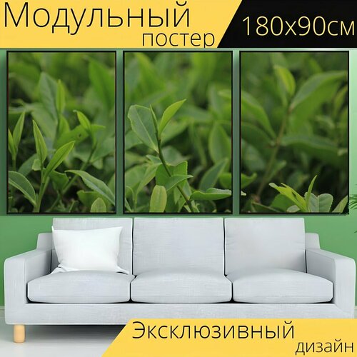 Модульный постер "Чай, плантация, завод" 180 x 90 см. для интерьера