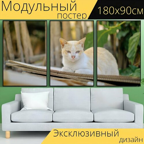 Модульный постер "Кот, животное, домашний питомец" 180 x 90 см. для интерьера