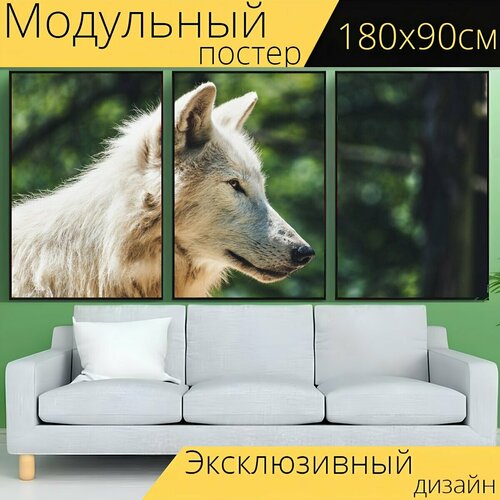 Модульный постер "Волк, животное, хороший" 180 x 90 см. для интерьера