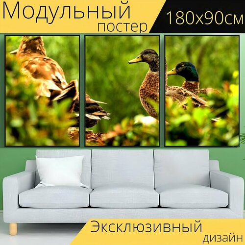 Модульный постер "Птица, утка, животное" 180 x 90 см. для интерьера