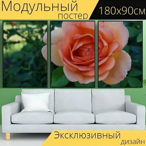 Модульный постер "Цветок, розы, цветение розы" 180 x 90 см. для интерьера