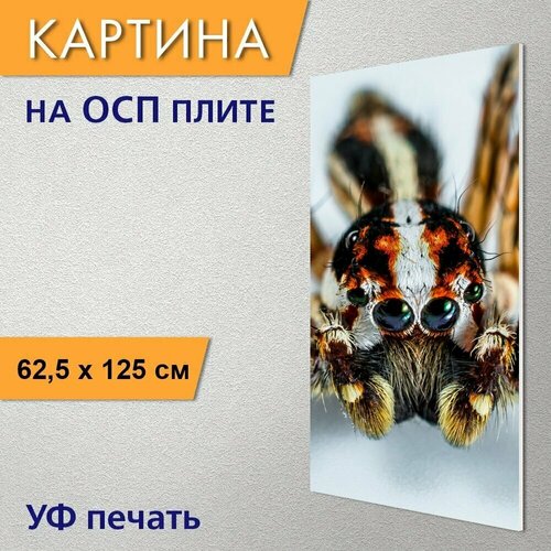 Вертикальная картина на ОСП "Пауки, небольшой паук, паук" 62x125 см. для интерьериа