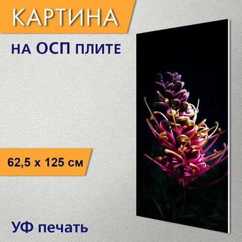 Вертикальная картина на ОСП "Гревиллея, цветок, темный" 62x125 см. для интерьериа