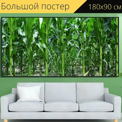 Большой постер "Кукуруза, рид, зерновых растений" 180 x 90 см. для интерьера
