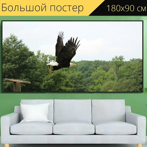 Большой постер "Орел, хищник, хищные птицы" 180 x 90 см. для интерьера