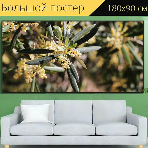 Большой постер "Цветок маслины, оливковый, дерево" 180 x 90 см. для интерьера