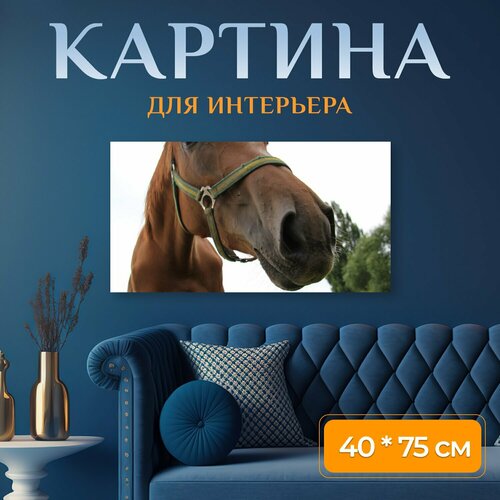 Картина на холсте "Лошадь, небо, голова" на подрамнике 75х40 см. для интерьера