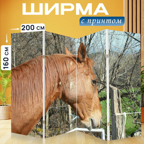 Ширма перегородка с принтом "Лошадь, браун, животное" на холсте - 200x160 см. для зонирования, раскладная