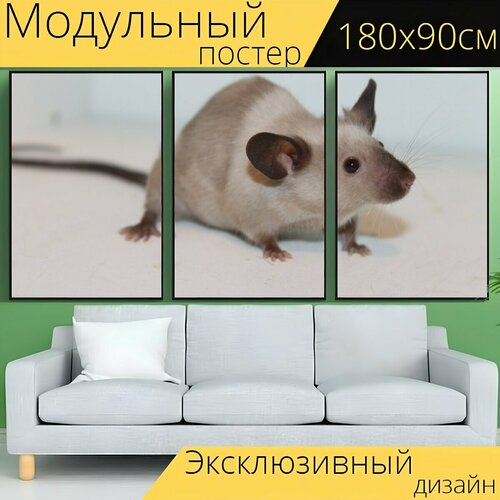 Модульный постер "Мышь, грызун, крыса" 180 x 90 см. для интерьера