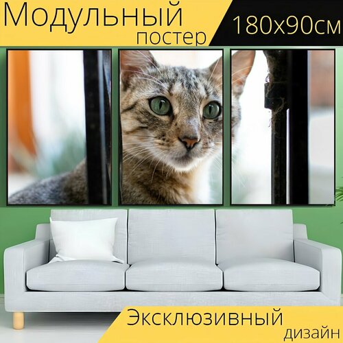 Модульный постер "Кошка, животное, милый" 180 x 90 см. для интерьера