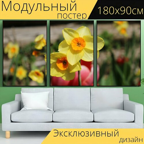 Модульный постер "Нарцисс, весна, цветок" 180 x 90 см. для интерьера