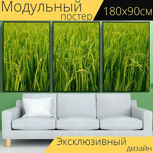 Модульный постер "Рис, поле, фермер" 180 x 90 см. для интерьера