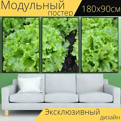 Модульный постер "Зеленый салат, латук, батавия" 180 x 90 см. для интерьера