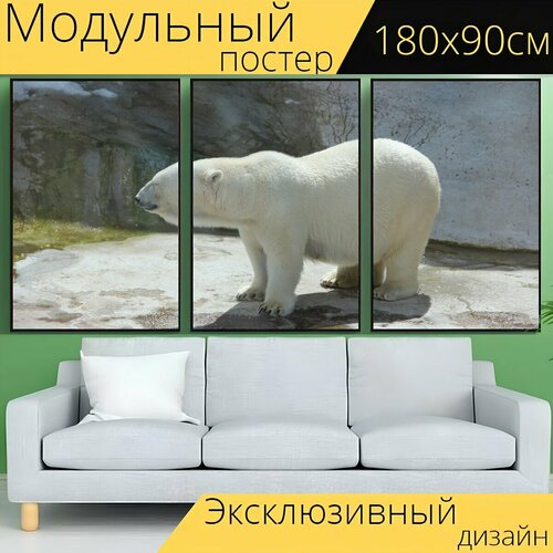 Модульный постер "Медведь, белый медведь, зоопарк" 180 x 90 см. для интерьера