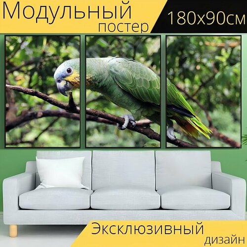 Модульный постер "Попугай, птица, зеленый" 180 x 90 см. для интерьера
