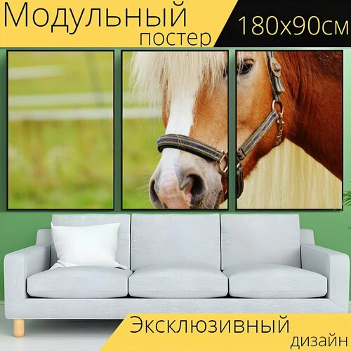 Модульный постер "Лошадь, животное, езда на лошади" 180 x 90 см. для интерьера