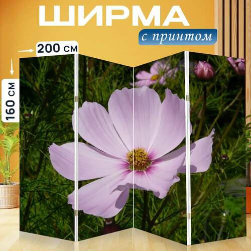Ширма перегородка с принтом "Космея, цветок, цвести" на холсте - 200x160 см. для зонирования, раскладная
