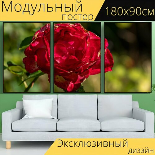 Модульный постер "Роза, цветок, увядание" 180 x 90 см. для интерьера