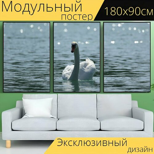 Модульный постер "Лебедь, белый, вода" 180 x 90 см. для интерьера