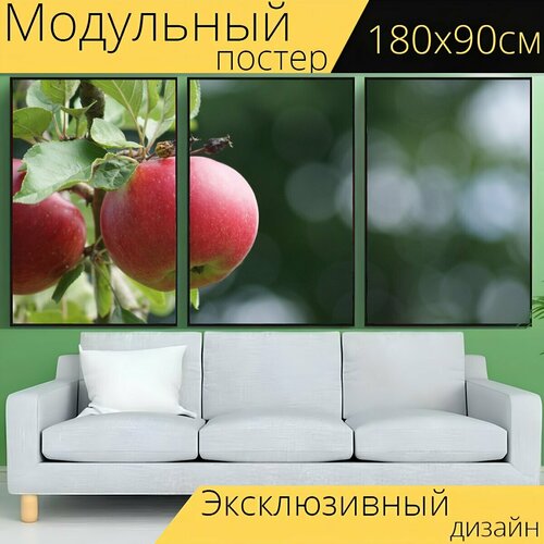 Модульный постер "Яблоко, спелый, фрукты" 180 x 90 см. для интерьера