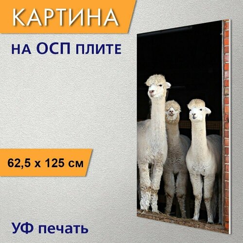 Вертикальная картина на ОСП "Альпака, животное, ларек" 62x125 см. для интерьериа