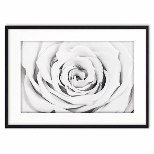 Постер в рамке Белая роза, 21х30 см