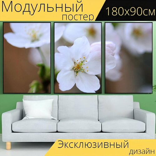 Модульный постер "Вишни в цвету, весна, цветок" 180 x 90 см. для интерьера