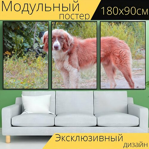 Модульный постер "Собака, лес, животное" 180 x 90 см. для интерьера