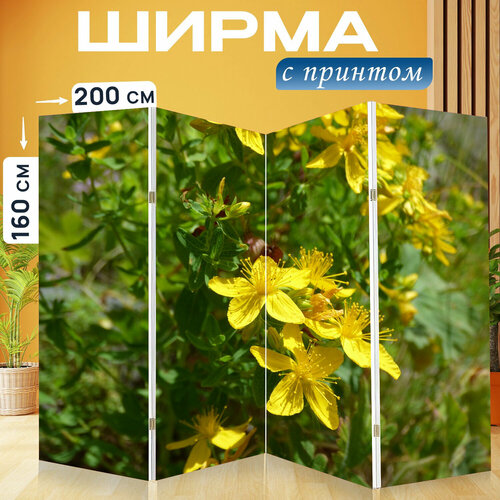 Ширма перегородка с принтом "Зверобой, трава, горный цветок" на холсте - 200x160 см. для зонирования, раскладная