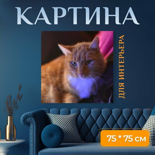 Картина на холсте "Кот, красный, домашнее животное" на подрамнике 75х75 см. для интерьера