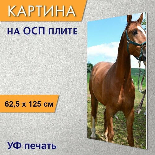 Вертикальная картина на ОСП "Лошадь, езда на лошади, конный спорт" 62x125 см. для интерьериа