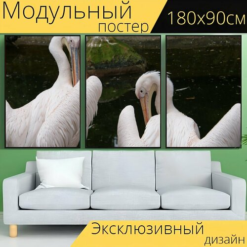 Модульный постер "Пеликаны, птицы, животные" 180 x 90 см. для интерьера