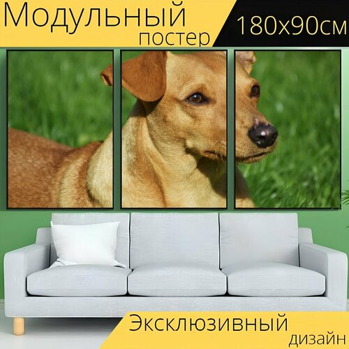 Модульный постер "Собака, домашний питомец, животное" 180 x 90 см. для интерьера