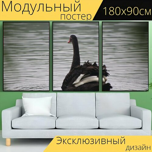 Модульный постер "Черный лебедь, лебедь, птица" 180 x 90 см. для интерьера