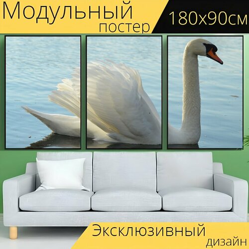 Модульный постер "Лебедь, пруд, белый" 180 x 90 см. для интерьера