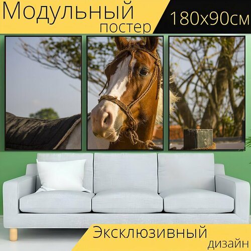 Модульный постер "Лошадь, сельскохозяйственное животное, животное работы" 180 x 90 см. для интерьера