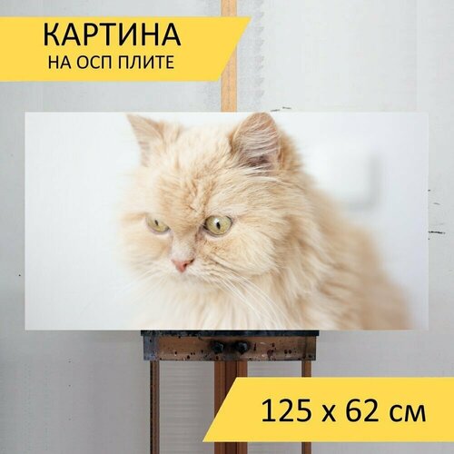 Картина на ОСП 125х62 см. "Кошка, кошачий, персидский" горизонтальная, для интерьера, с креплениями
