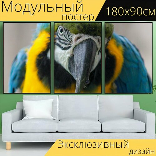 Модульный постер "Попугай, птица, голова" 180 x 90 см. для интерьера