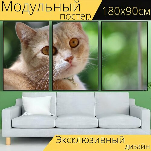 Модульный постер "Животные, милый, кошка" 180 x 90 см. для интерьера