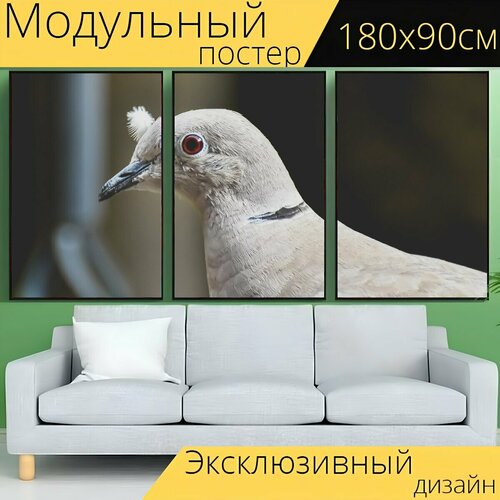 Модульный постер "Индюшачий голубь, птица, оперение" 180 x 90 см. для интерьера